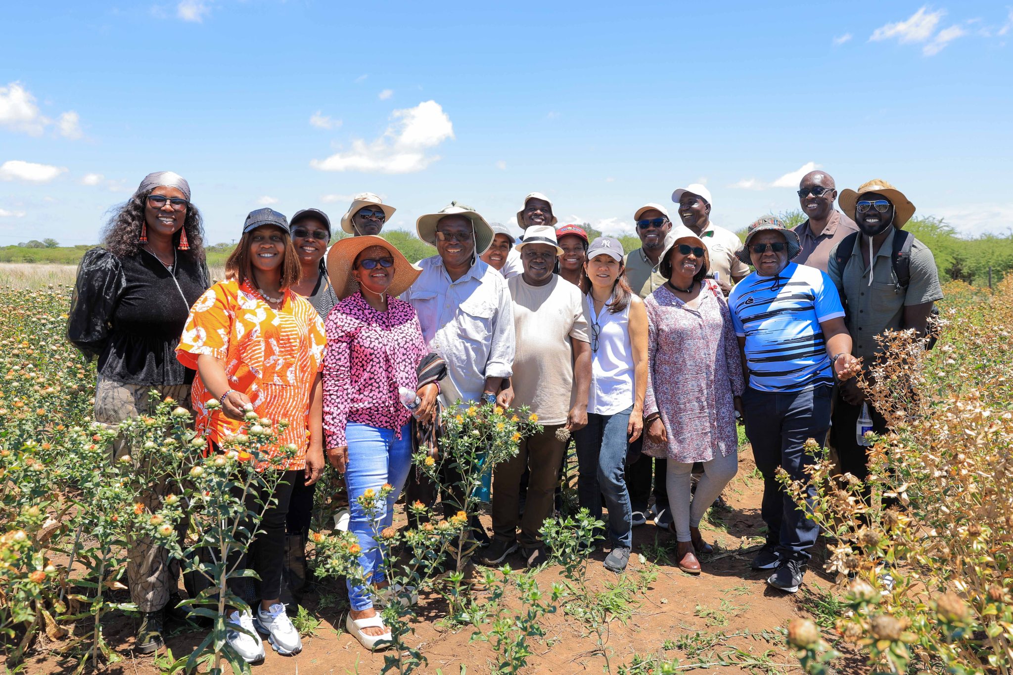 SAFFLOWER: THE GREEN DIAMOND OF BOTSWANA – RUFORUM BLOG